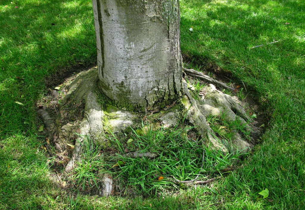 The hidden dangers of buried root collars - Tree Topics