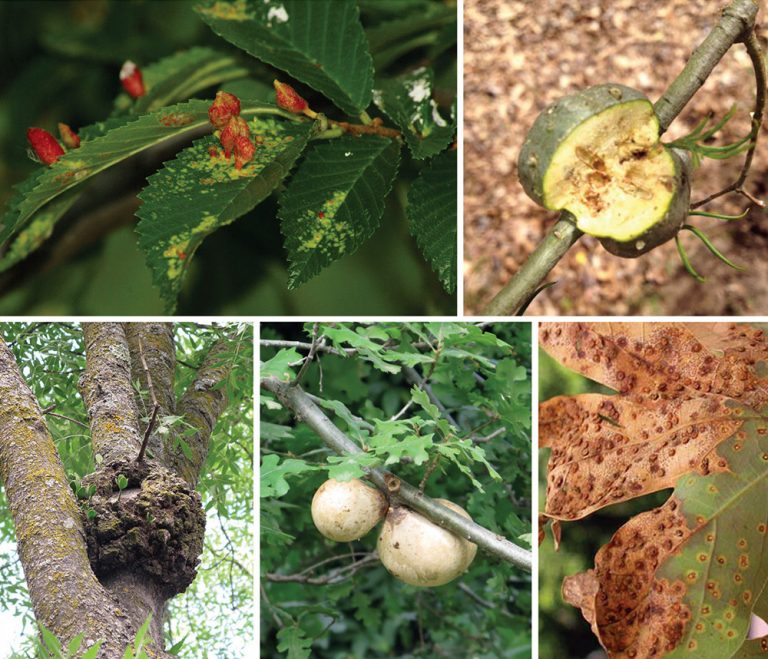 Tree Galls: Unusual Growths on Trees