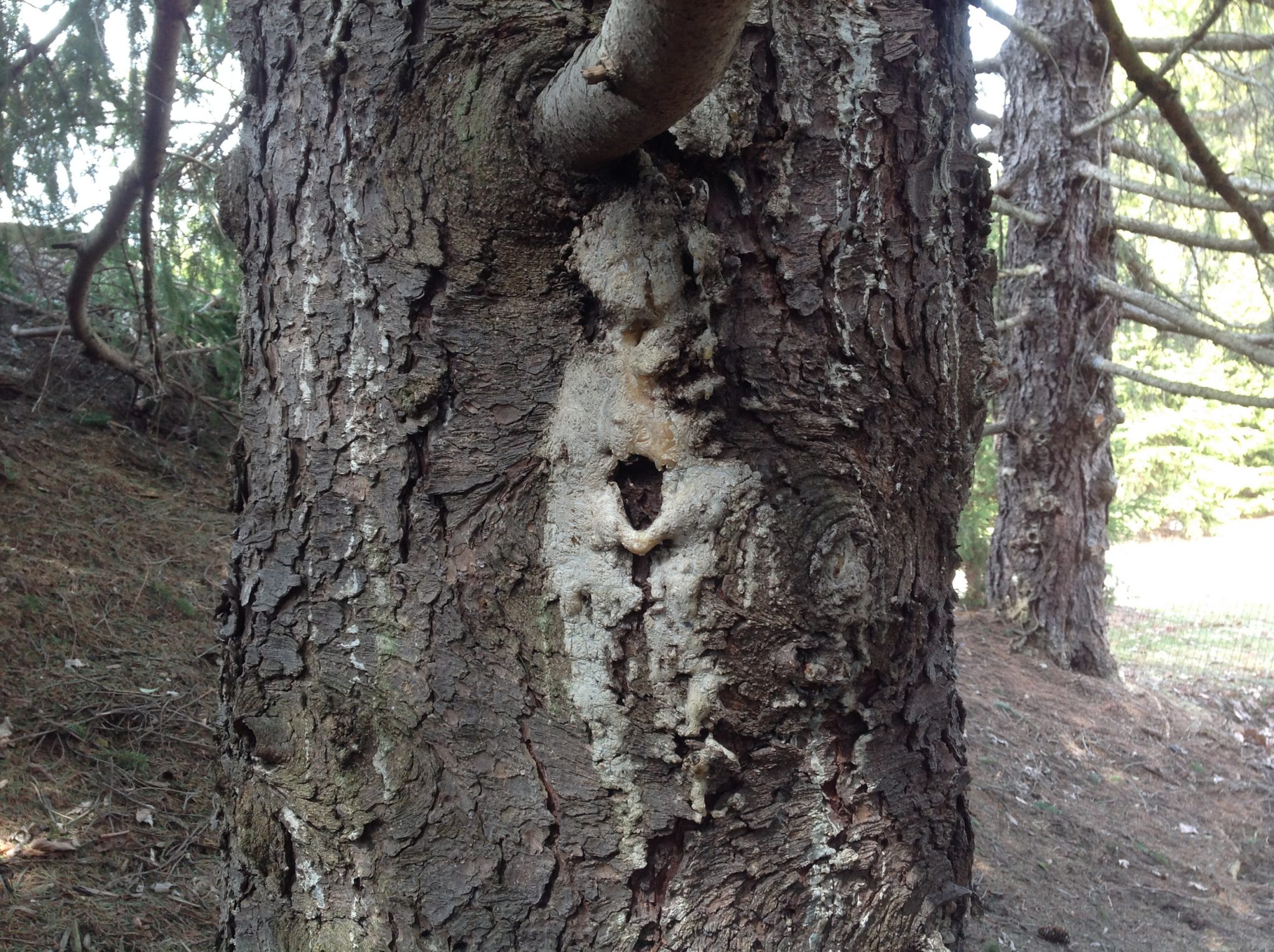 Hiding in Plain Sight: Common Signs of Insect Invaders - Tree Topics