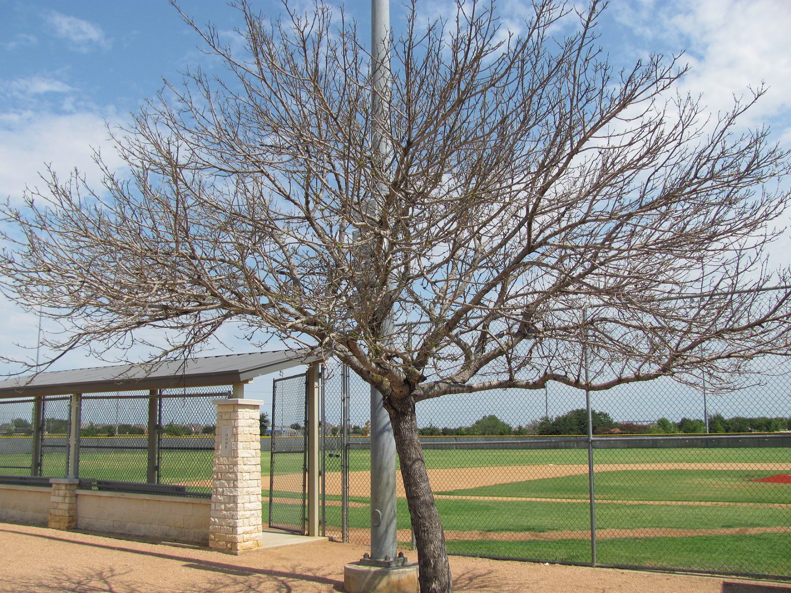 Using Herbicides Near Trees and Shrubs - Tree Topics