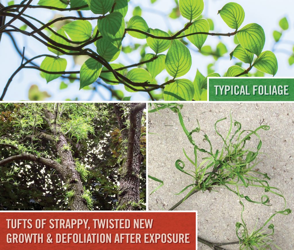 Using Herbicides Near Trees and Shrubs - Tree Topics