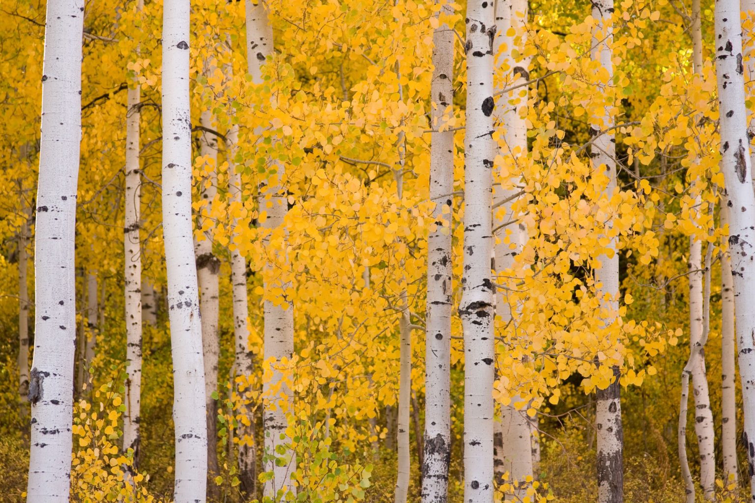 The Science Behind Fall Foliage - Tree Topics
