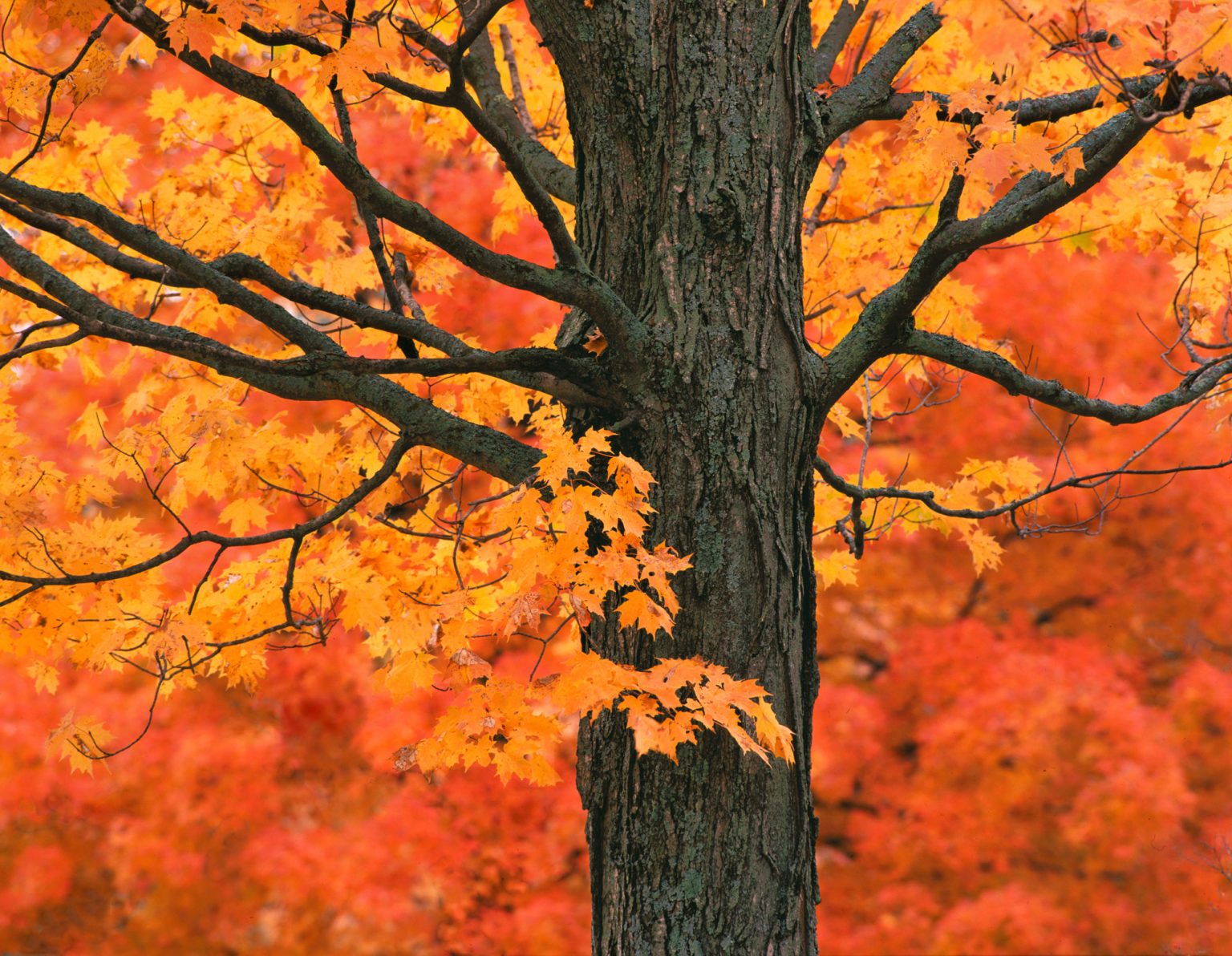The Science Behind Fall Foliage - Tree Topics