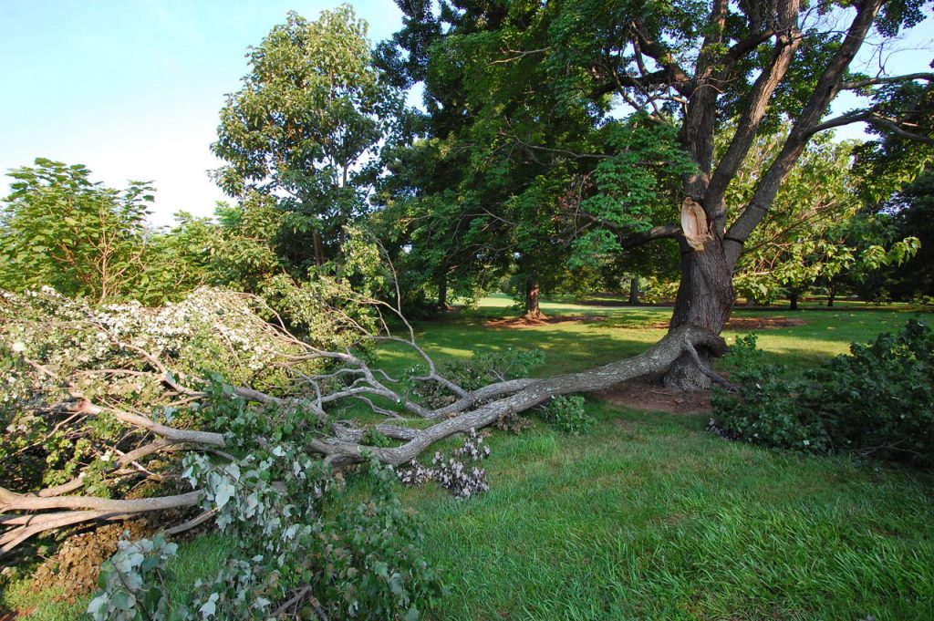 Structural Pruning - Tree Topics