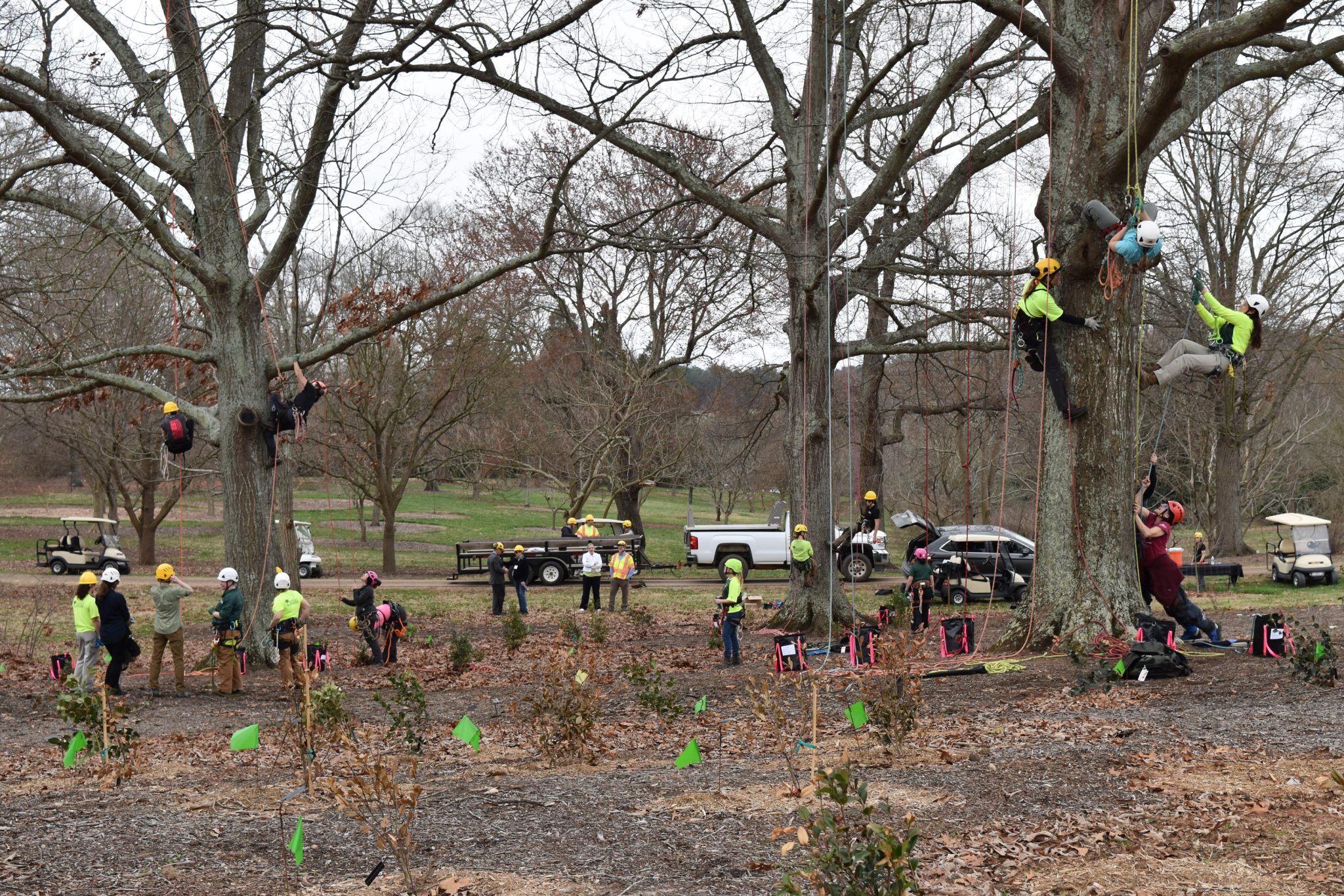 Bartlett Women in Arboriculture - Tree Topics