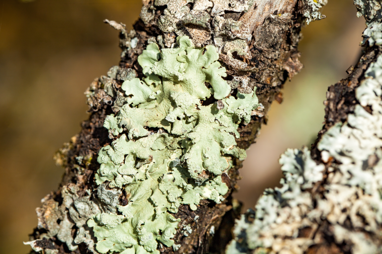 Lichen and trees - Tree Topics