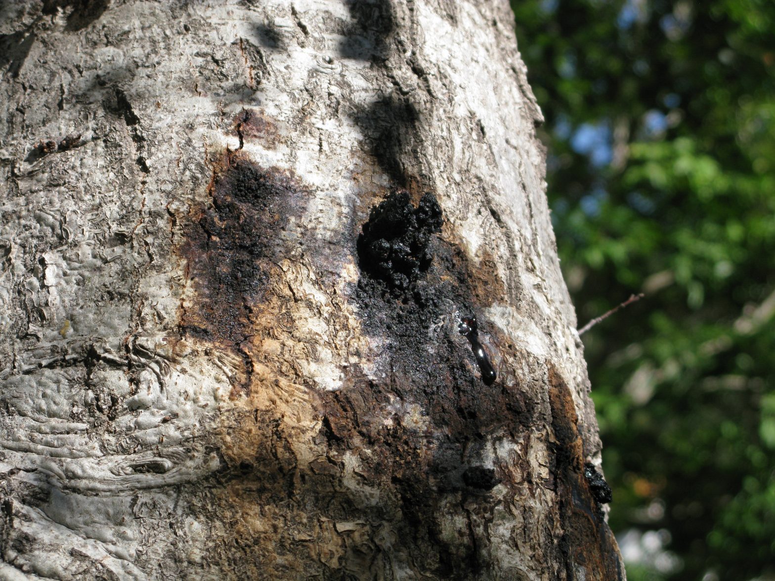 Managing Tree Root Diseases - Tree Topics