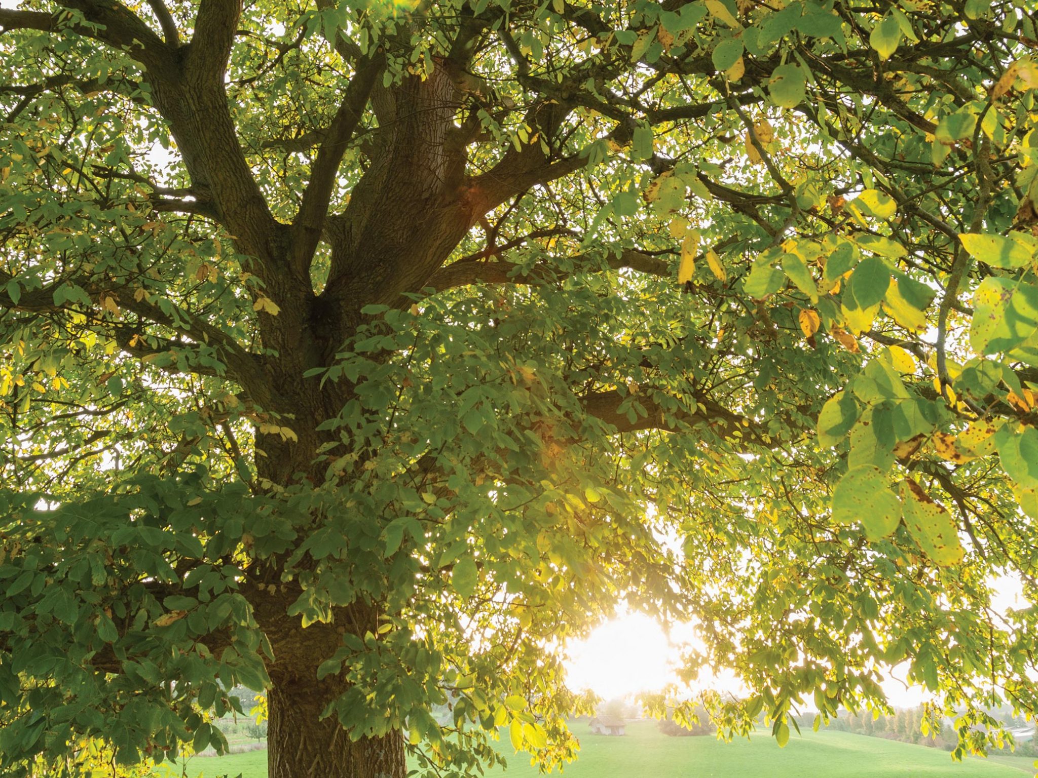 Common Walnut - Tree Topics