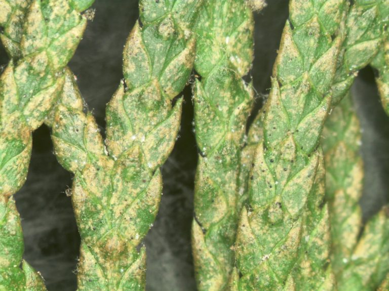 Small mites cause sizable tree damage - Tree Topics