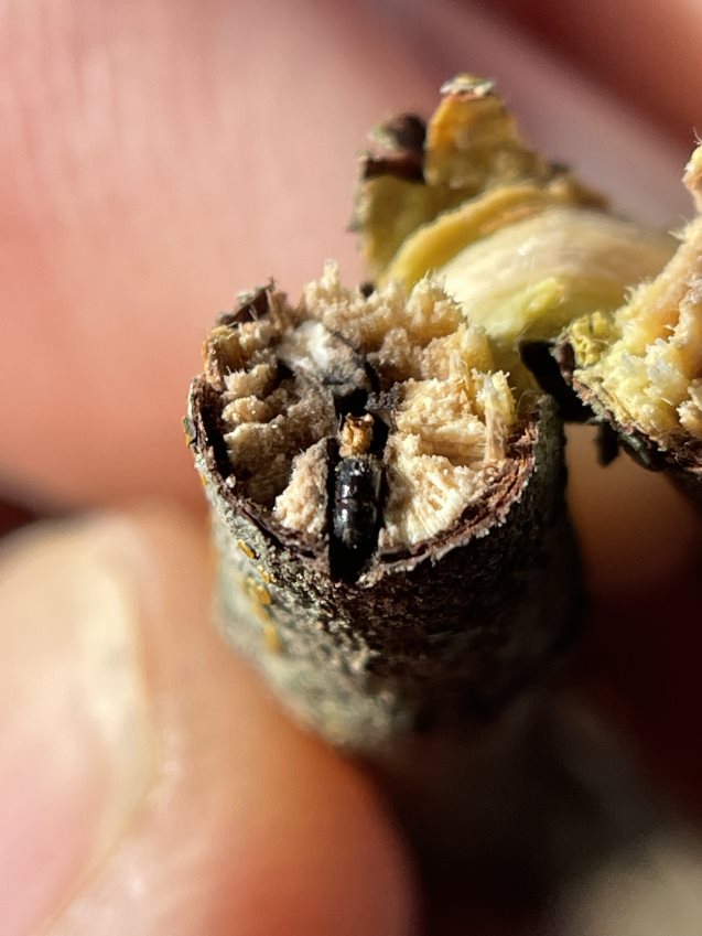 Tree borers: Destructive insect pests - Tree Topics