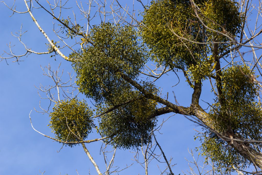 Is Mistletoe a Parasite? - Tree Topics