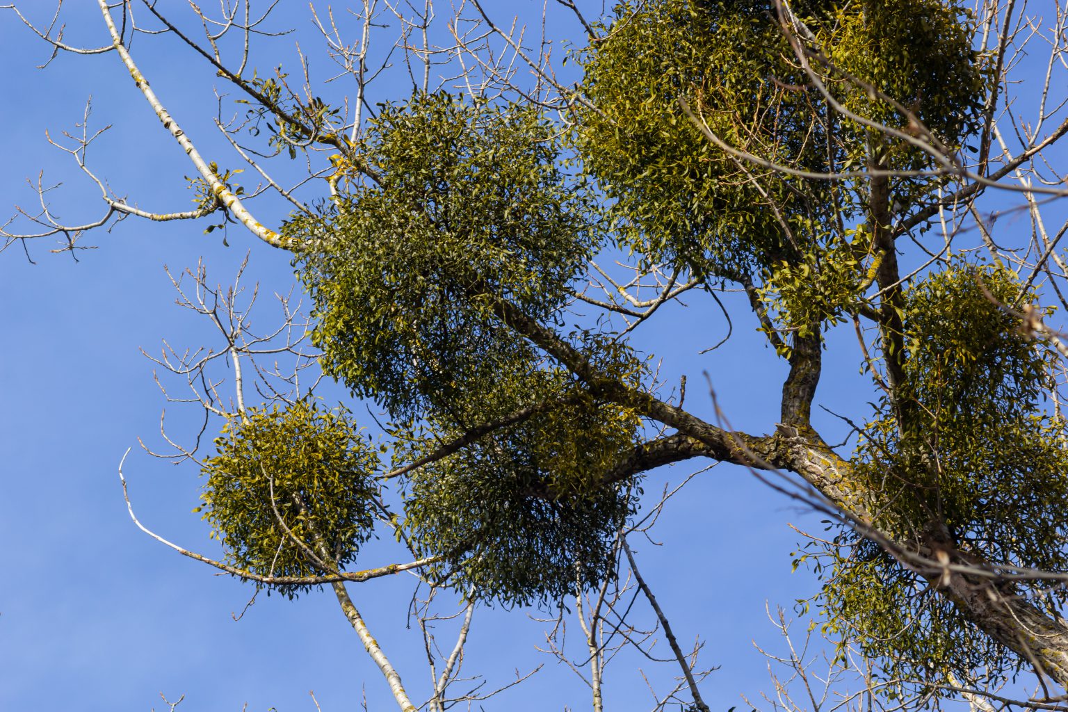 Is Mistletoe a Parasite? - Tree Topics
