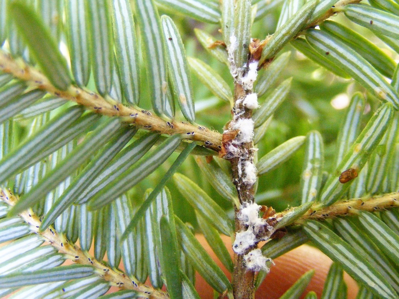Tree Damage from Hemlock Woolly Adelgid - Tree Topics