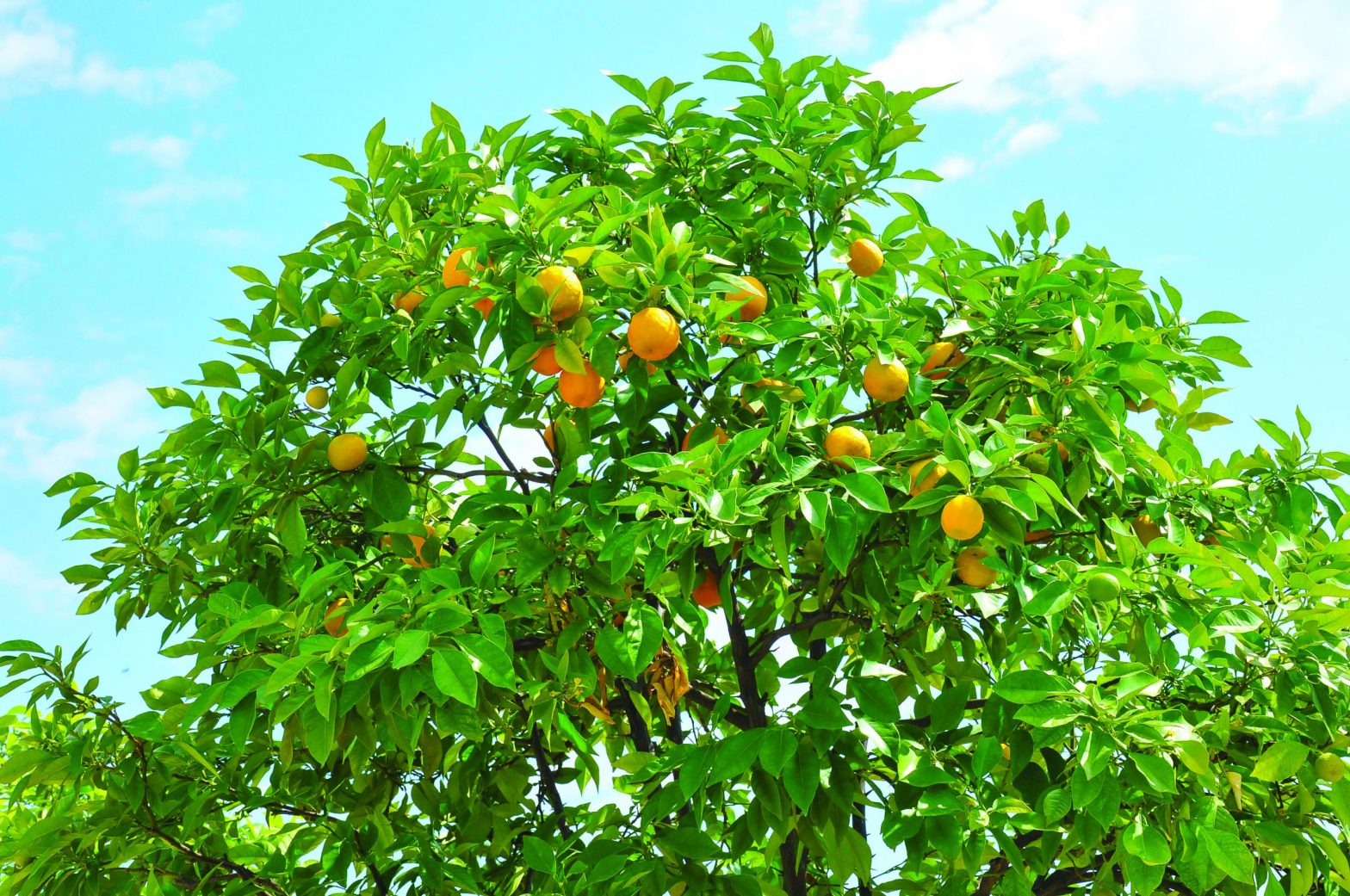 Citrus Trees: A Favorite Since Ancient Times - Tree Topics