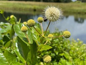 Buttonbush: A Plant that Thrives in Wet Soils - Tree Topics