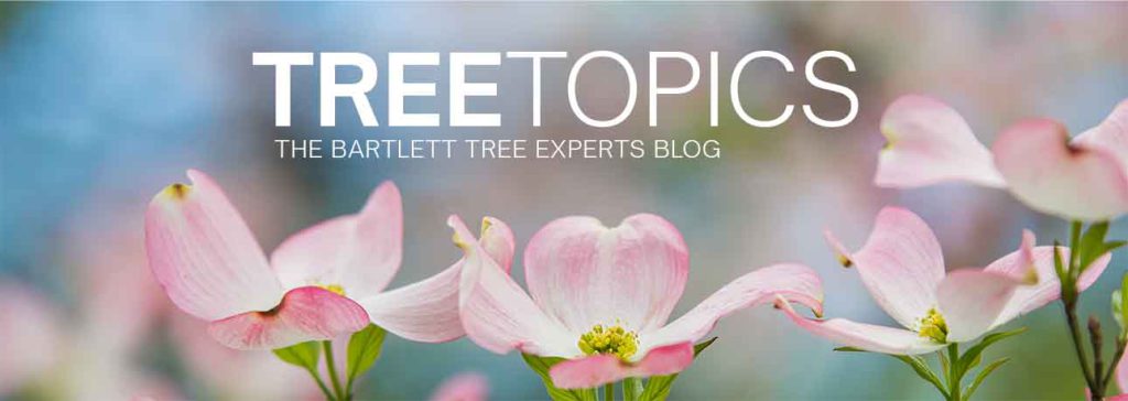 Tree Topics - The Bartlett Tree Experts Blog