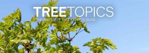 Tree Topics - The Bartlett Tree Experts Blog