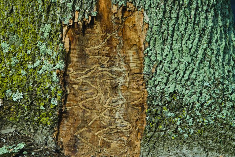 Emerald Ash Borer Now in Oregon - Tree Topics
