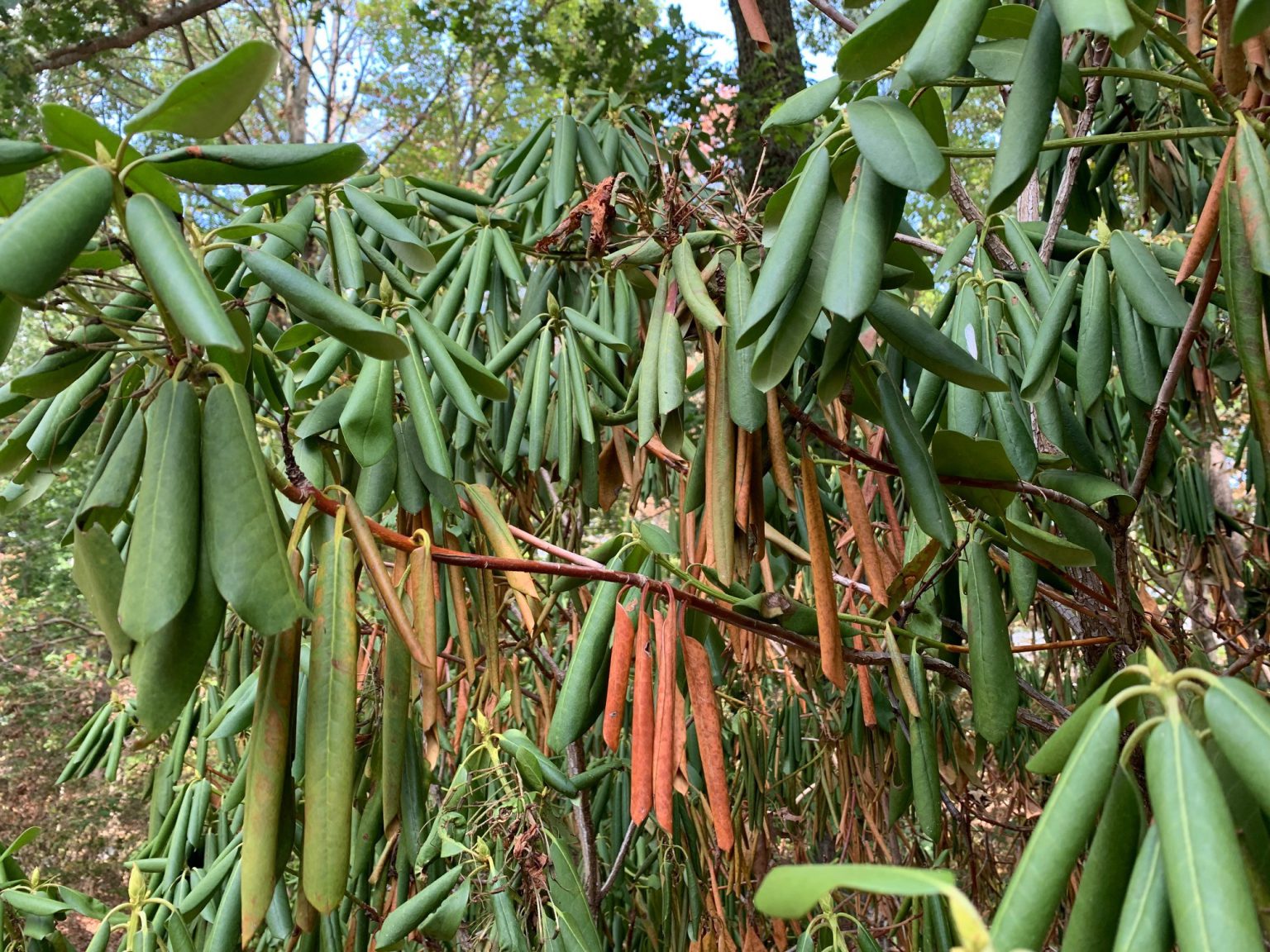 Helping trees recover from drought - Tree Topics