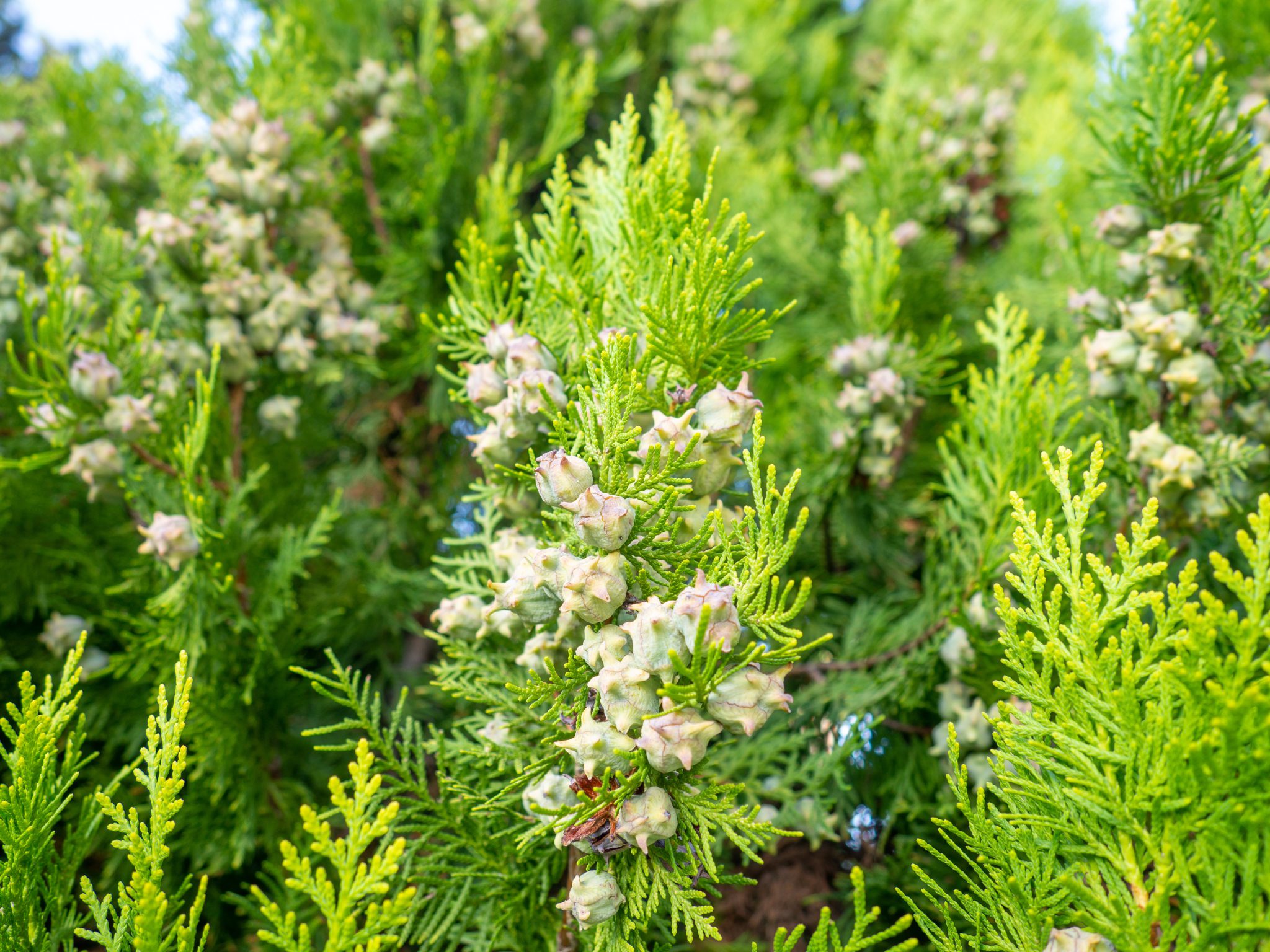 Care for Conifers - Tree Topics