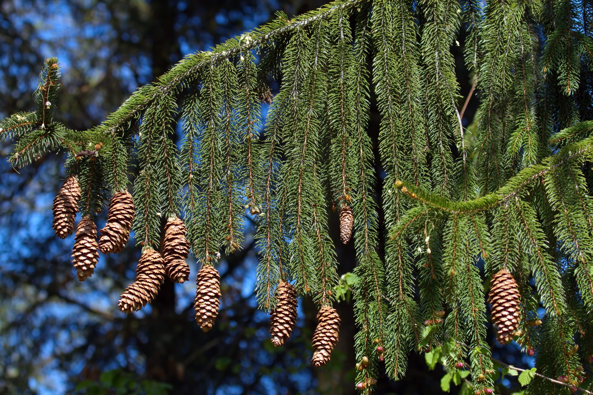Care for Conifers - Tree Topics