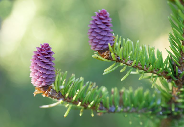 Care for Conifers - Tree Topics