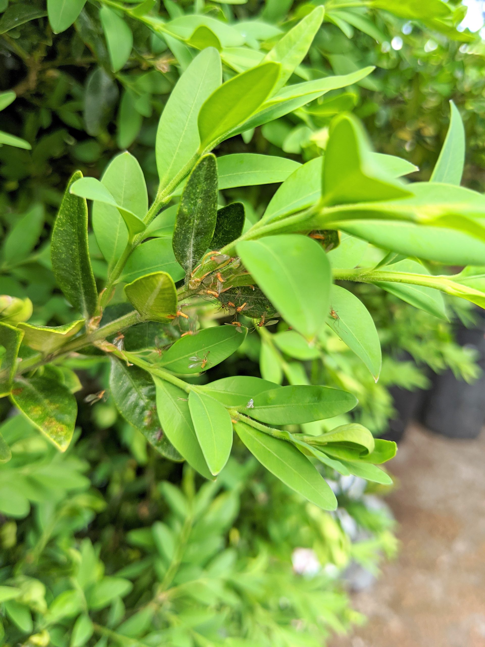 Common problems of boxwood - Tree Topics