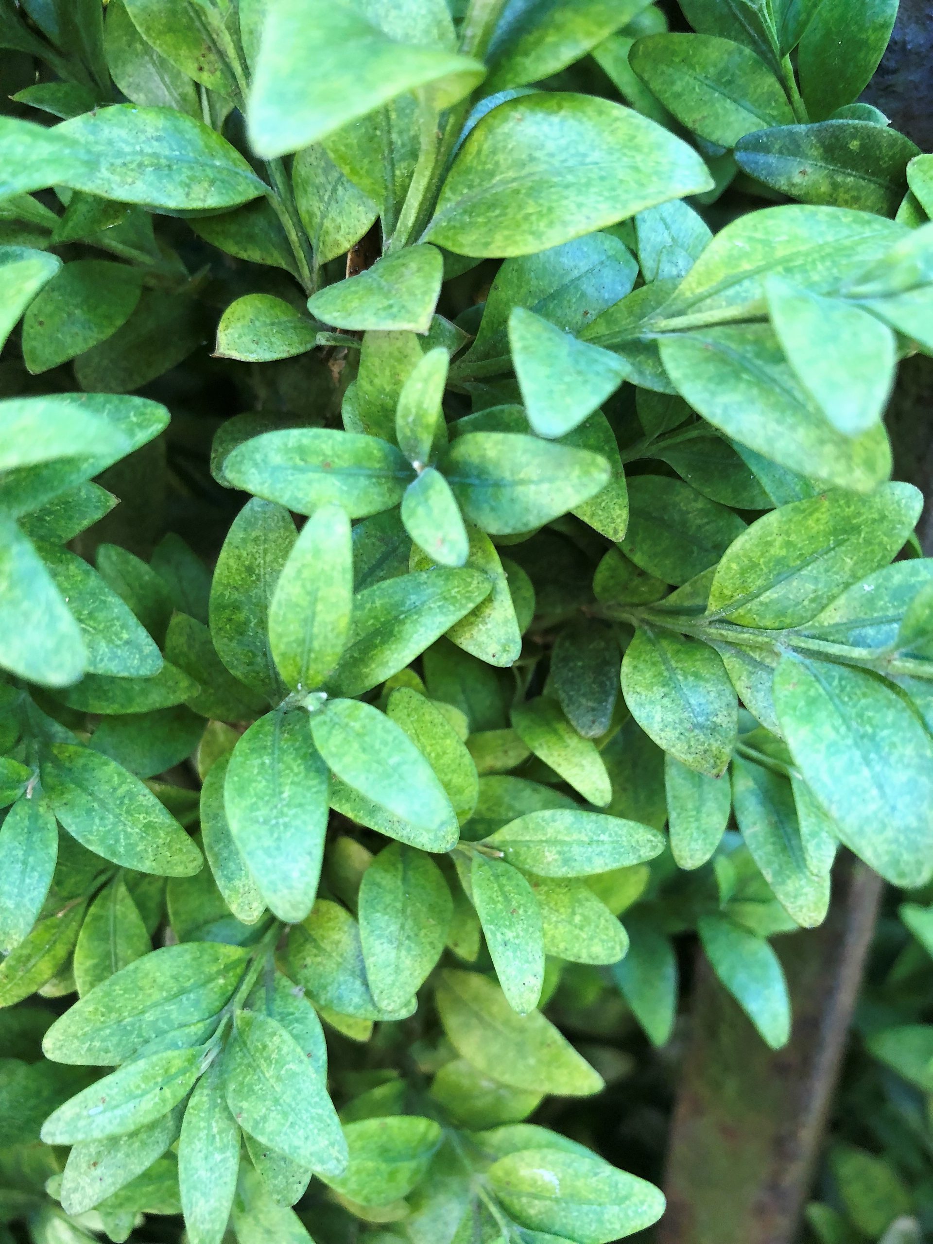 Common Problems of Boxwood - Tree Topics