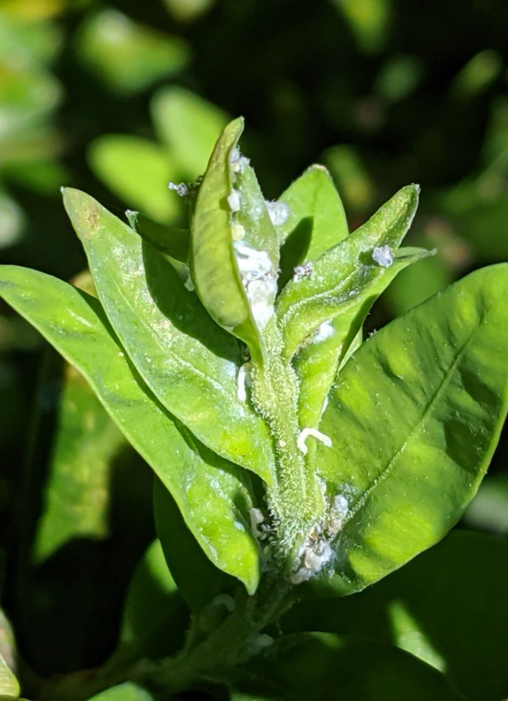 Common Problems of Boxwood - Tree Topics