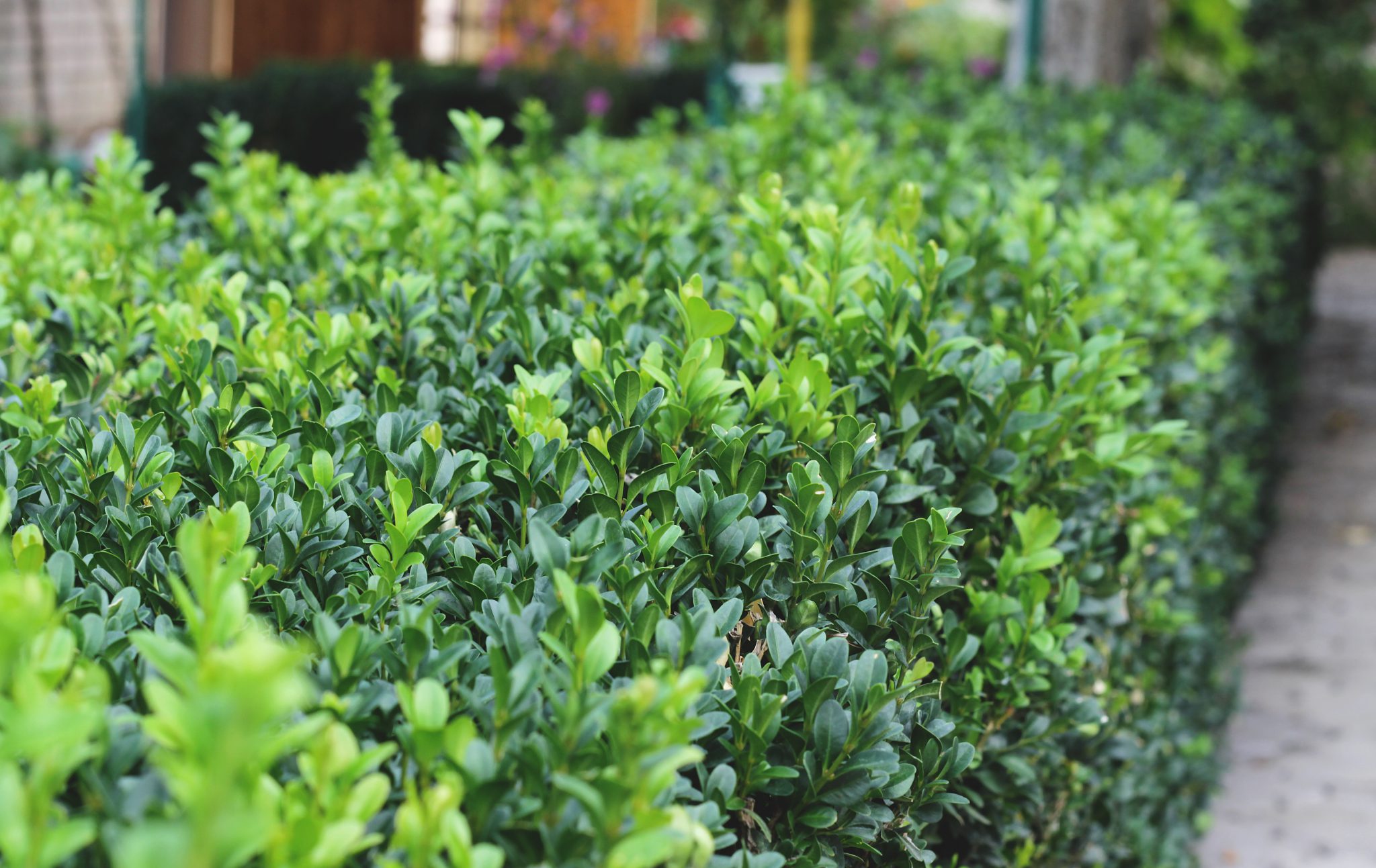 Common problems of boxwood - Tree Topics
