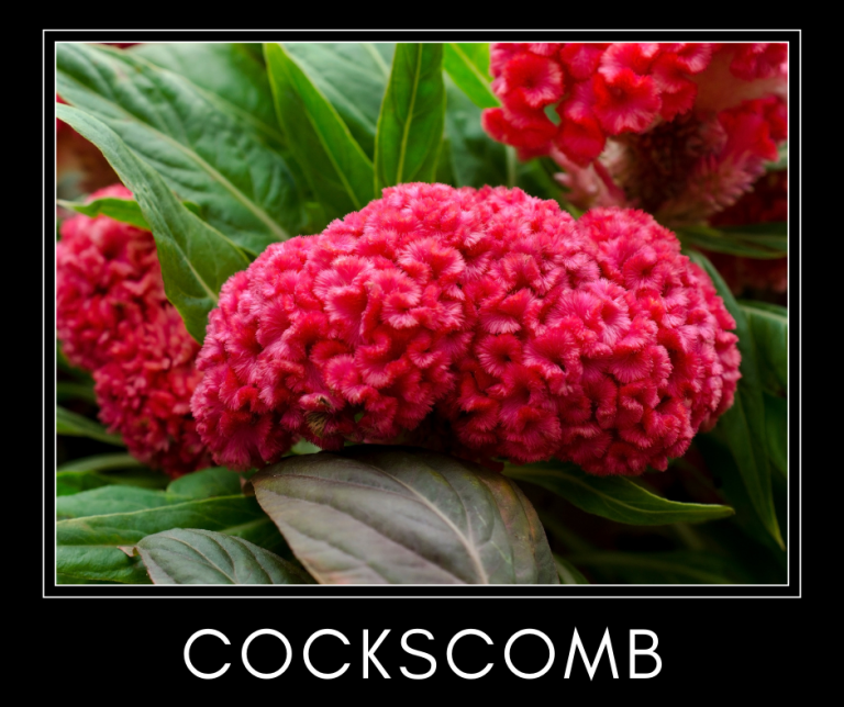 Spooky plants for Halloween - Tree Topics