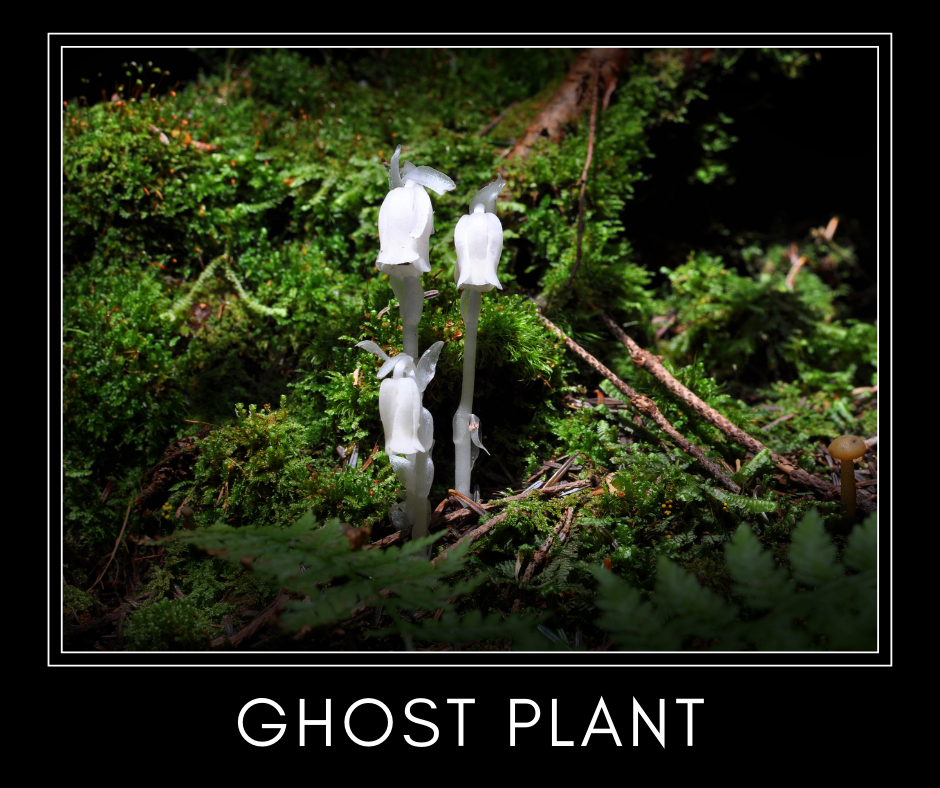 Spooky plants for Halloween - Tree Topics