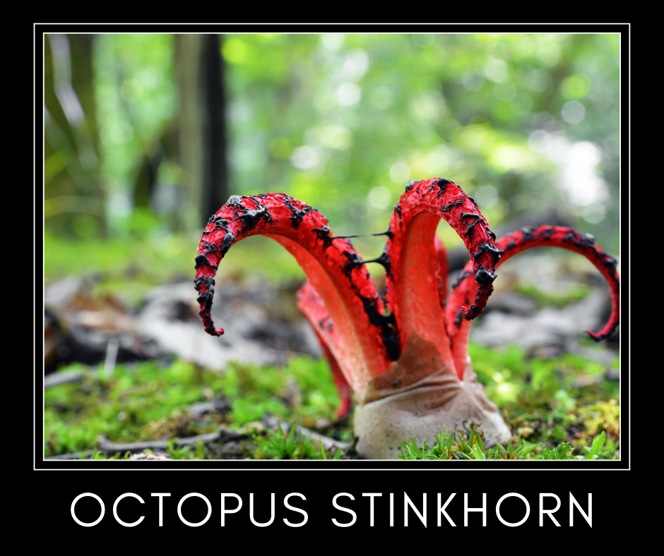 Spooky plants for Halloween - Tree Topics