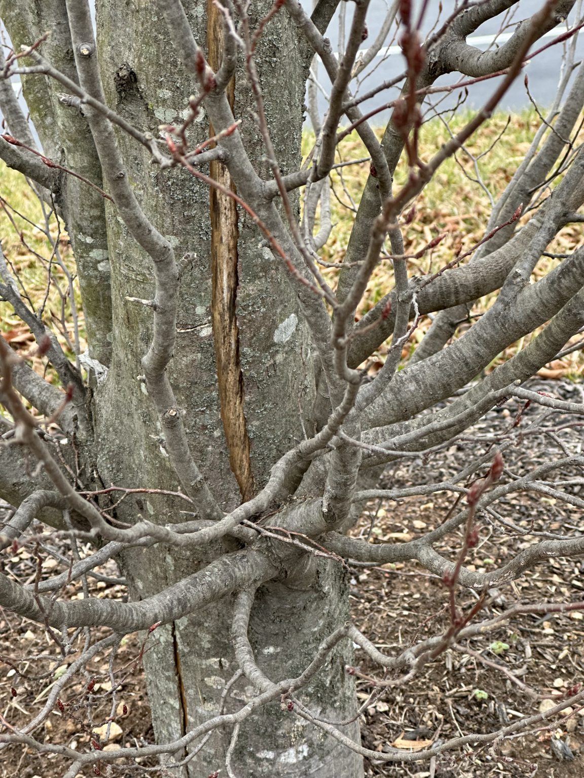 Frost cracks in trees - Tree Topics