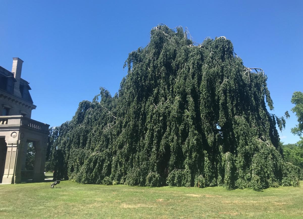 Protecting Newport's beech trees against Beech Leaf Disease - Tree Topics