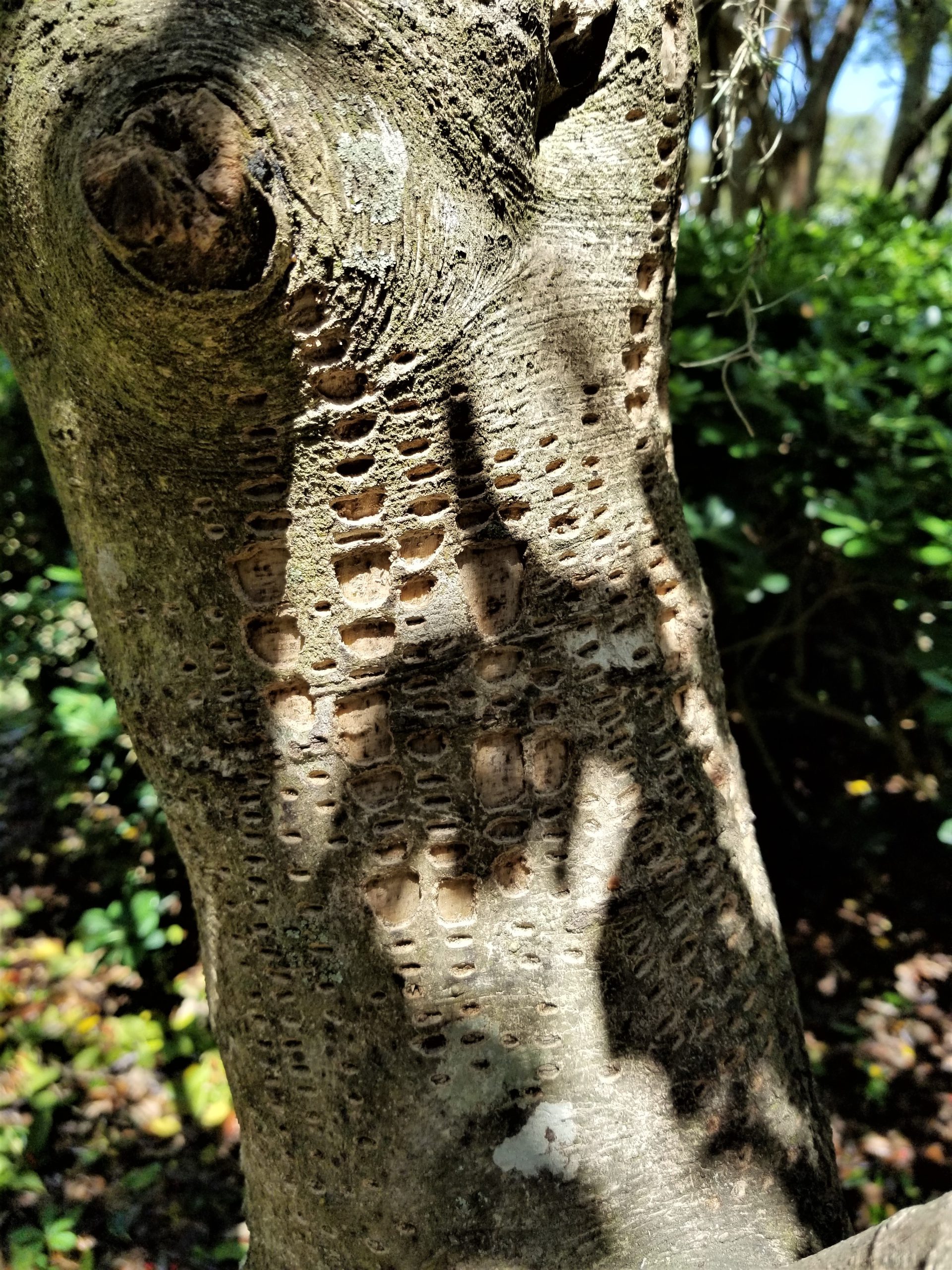 Do woodpeckers damage trees? - Tree Topics