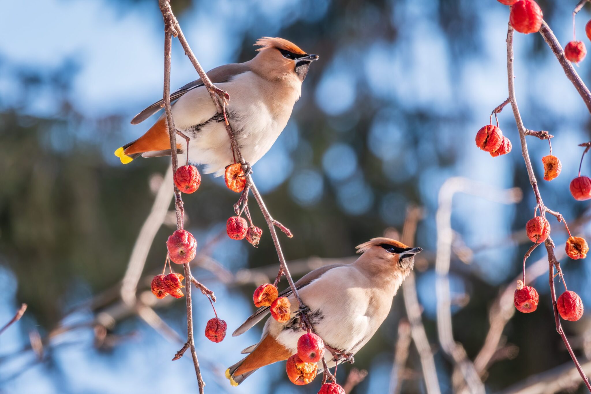 Tree species for attracting birds to your yard - Tree Topics