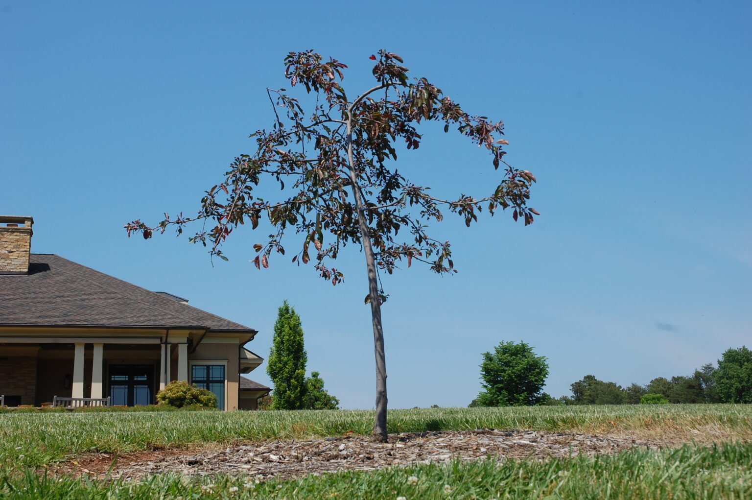When to stake a newly planted tree - Tree Topics