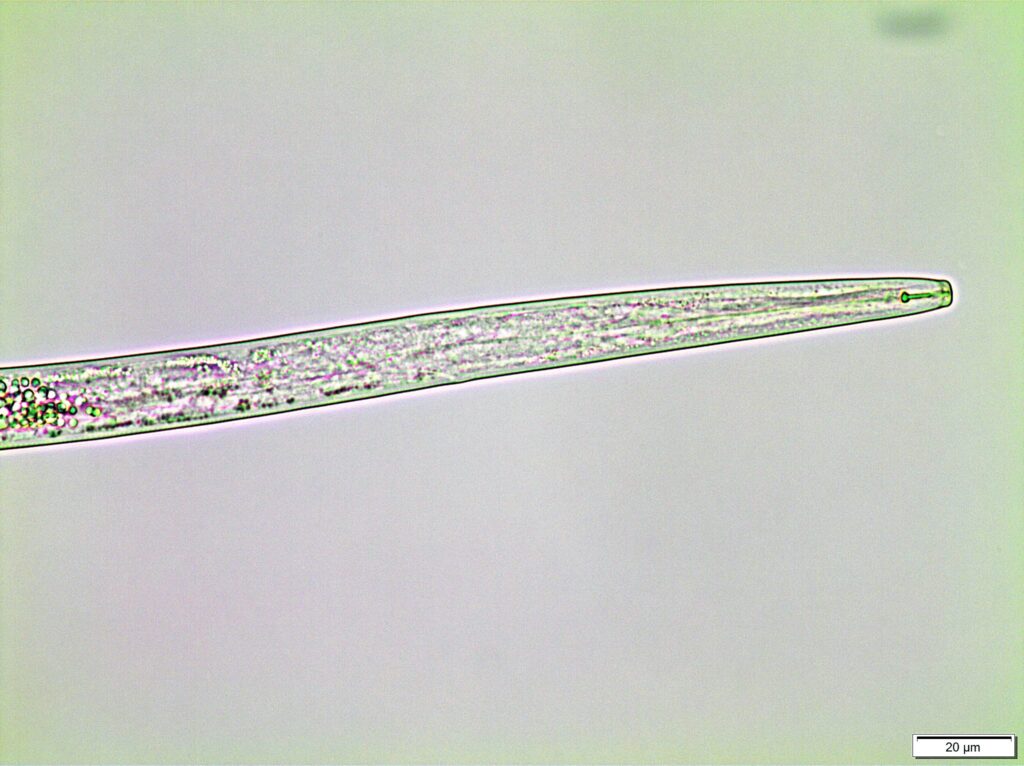Beech leaf disease: new research studies forest level management - Tree ...