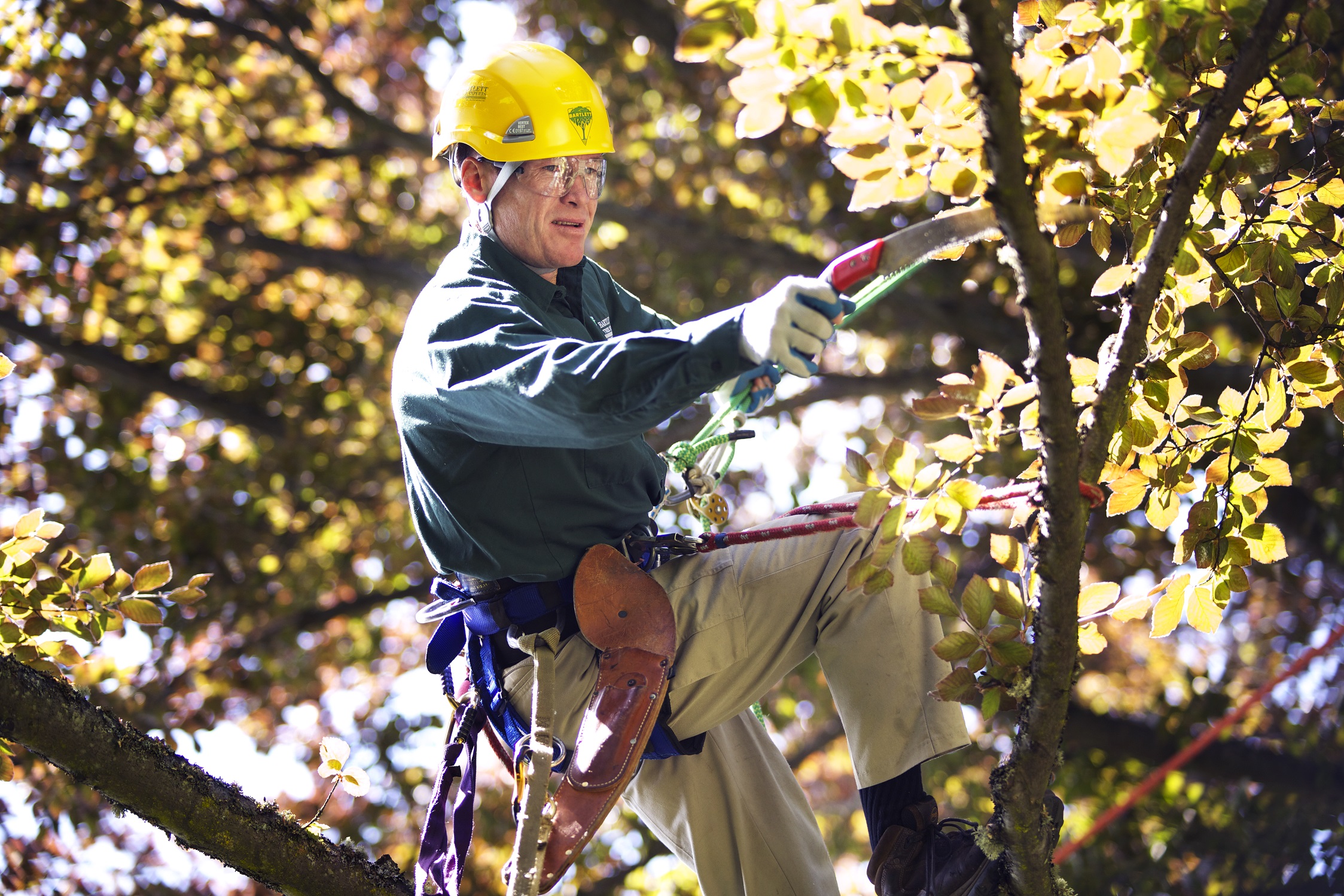 Why Fall Is A Smart Time To Prune Trees Tree Topics