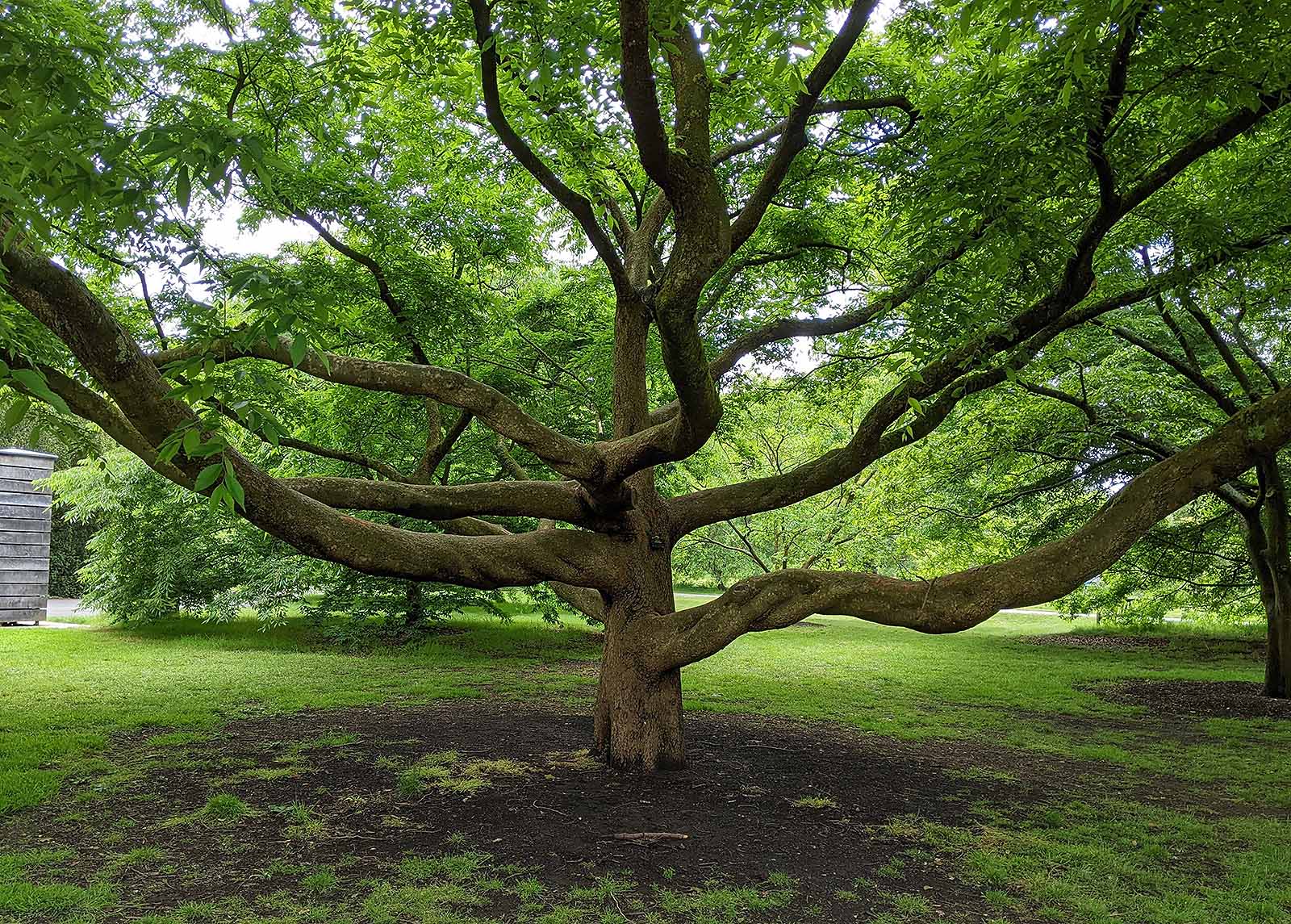 Bartlett Tree Experts