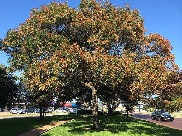 Bartlett Tree Experts