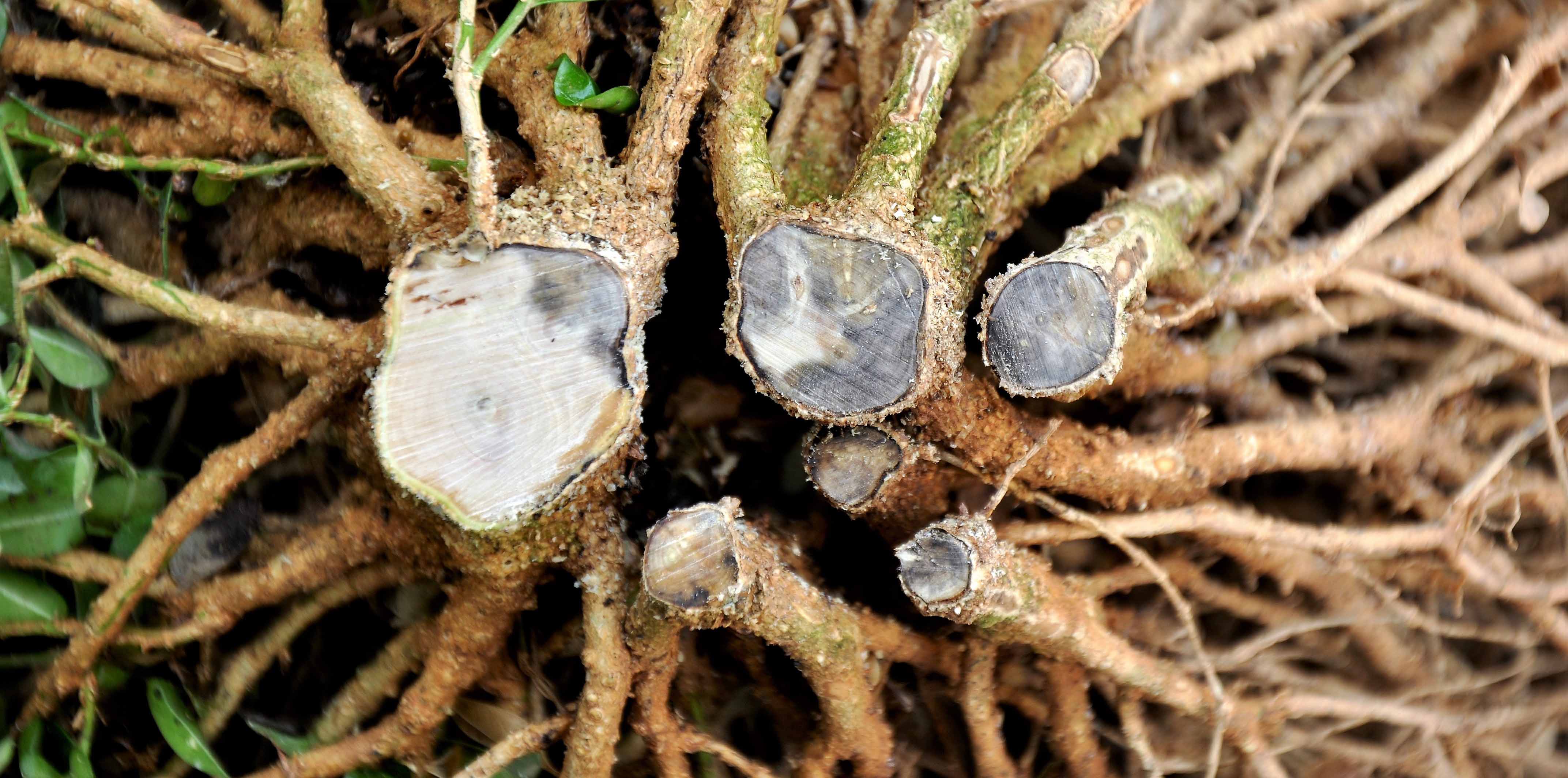 Bartlett Tree Experts