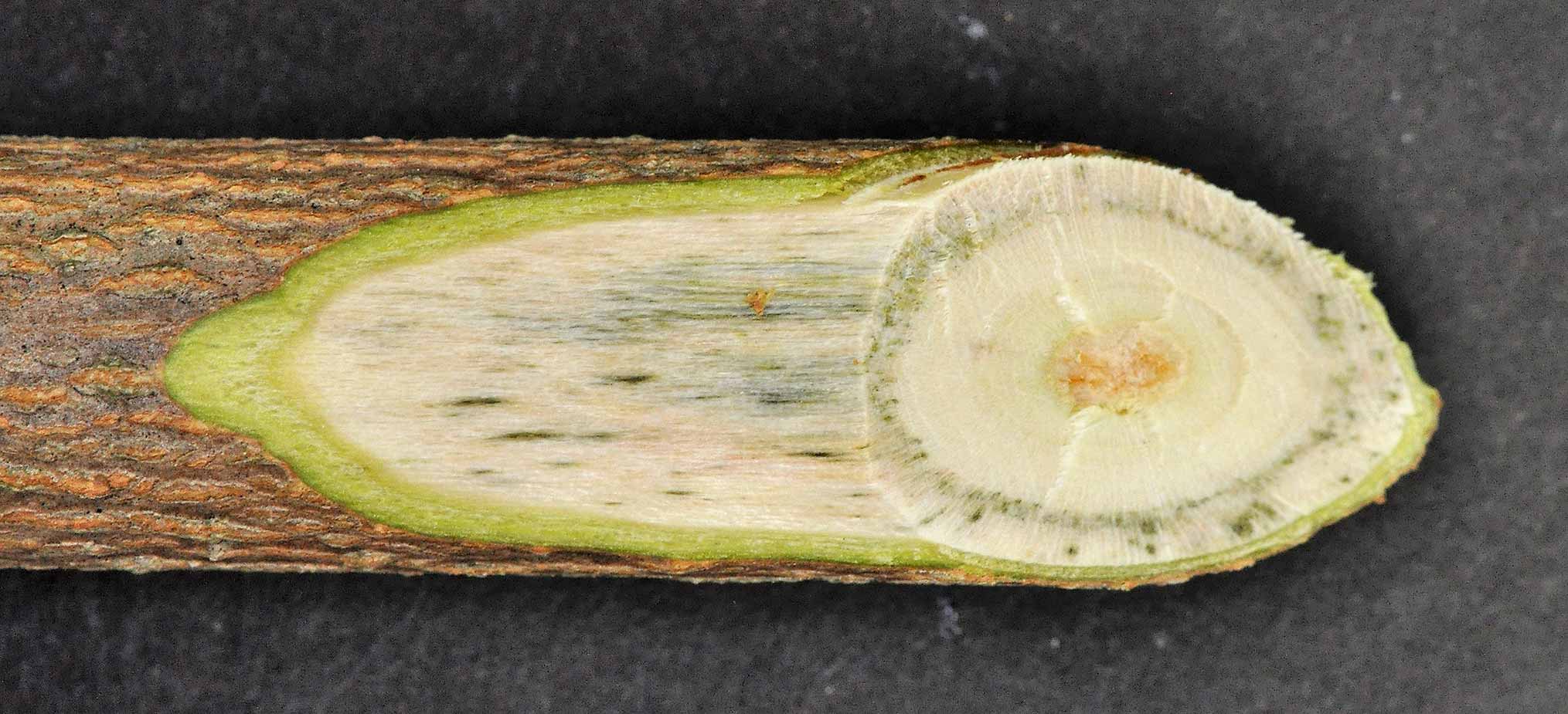 Verticillium Wilt Maple Maple: Verticillium Wilt | Hortsense