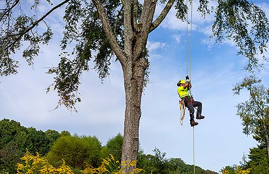 Bartlett Tree Experts