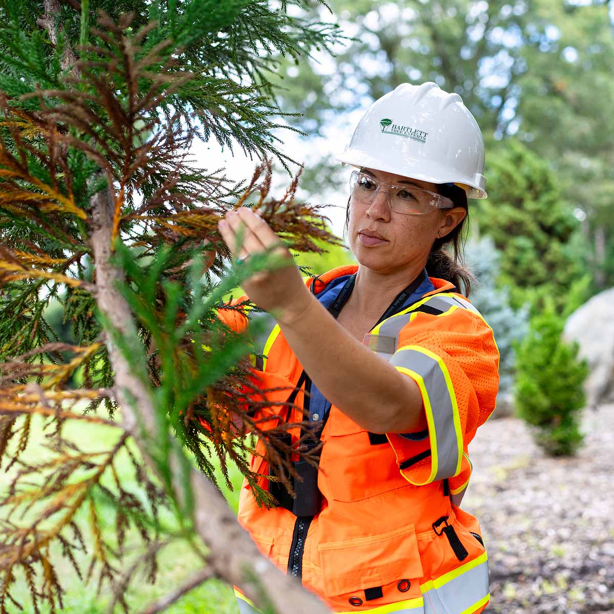 Bartlett Tree Experts