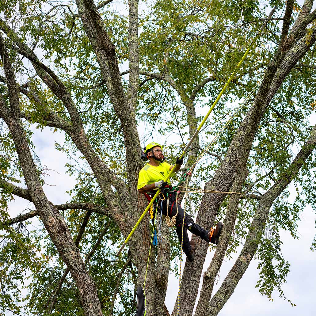 Bartlett Tree Experts