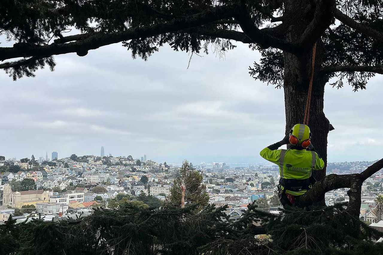 San Francisco Tree Tree Service And Shrub Care In San Francisco Bay