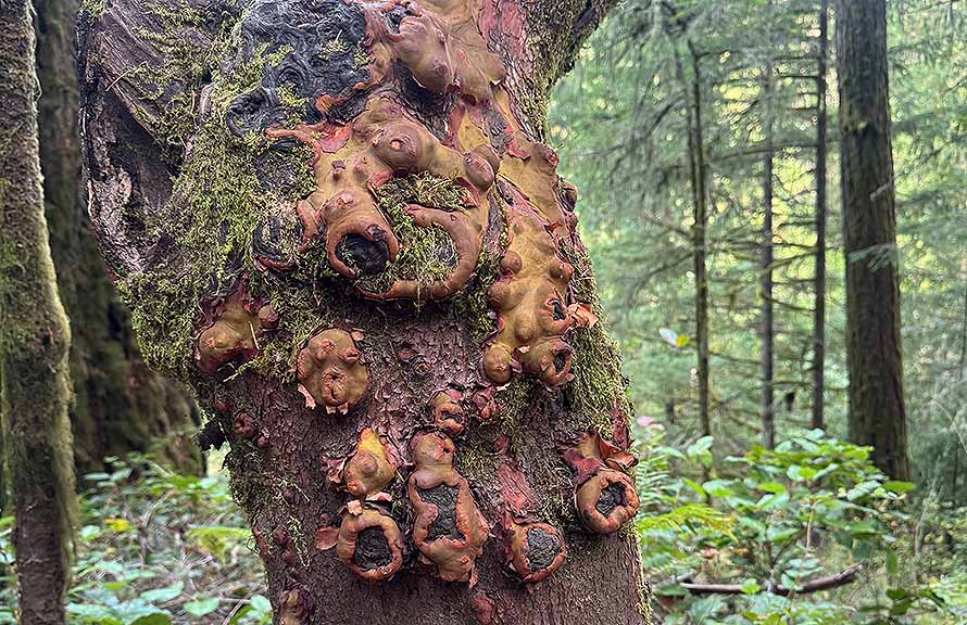 Bartlett Tree Experts
