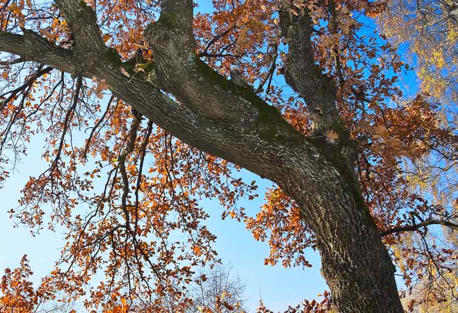 Bartlett Tree Experts